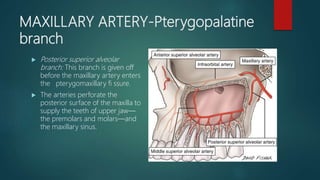 Blood and nerve supply of teeth | PPTX