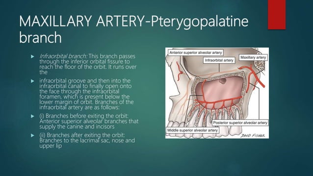 Blood and nerve supply of teeth | PPTX