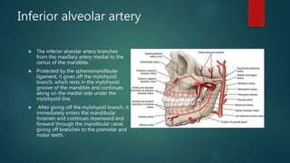 Blood and nerve supply of teeth | PPTX