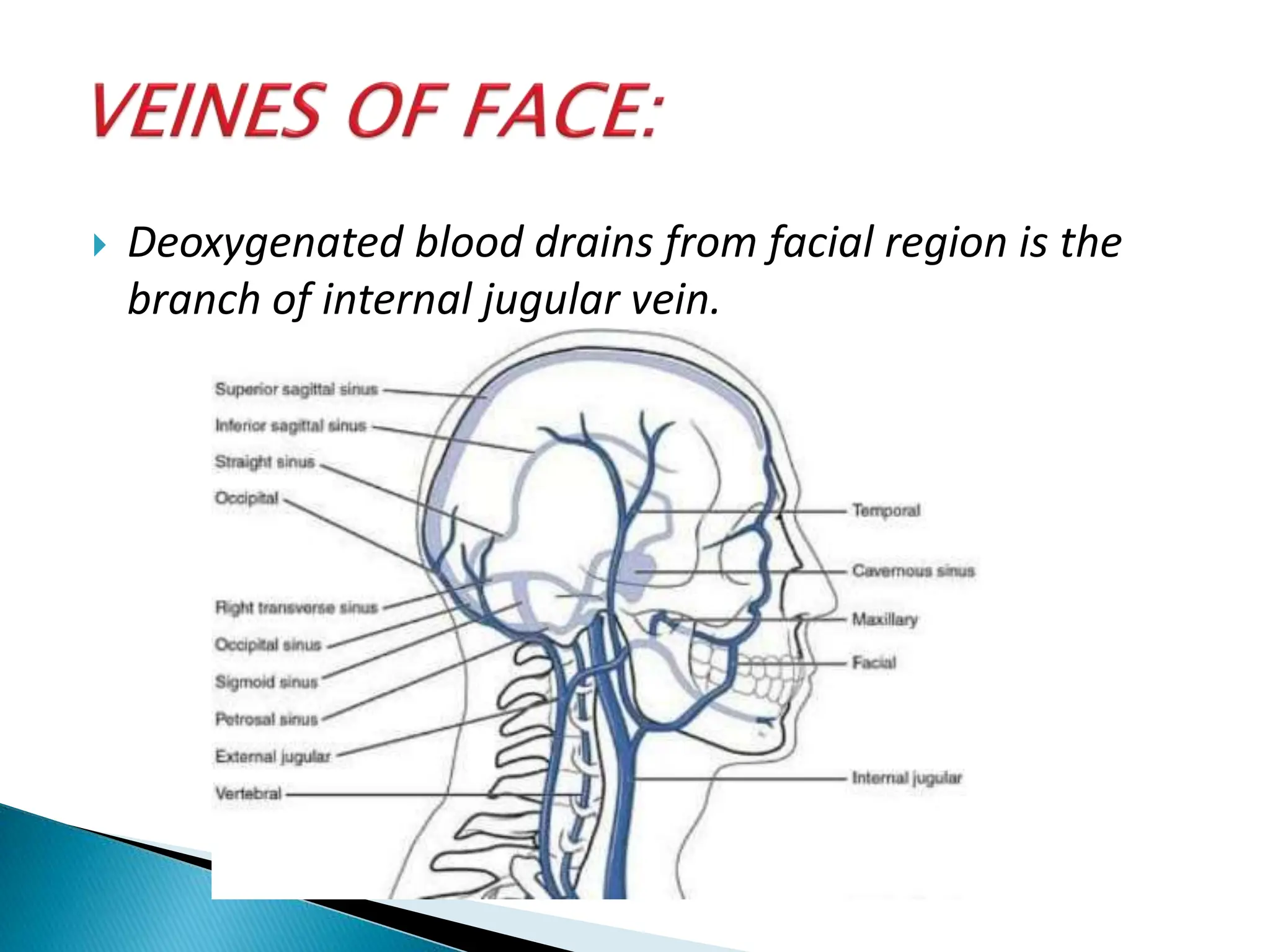 BLOOD AND NERVE SUPPLY TO FACIAL REIGION.pptx