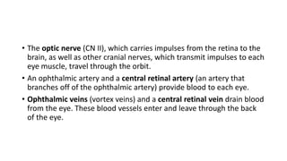 Blood and Nerve supply to the Eye.pptx