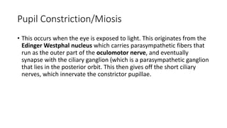 Blood and Nerve supply to the Eye.pptx