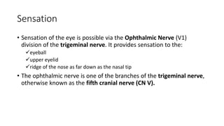 Blood and Nerve supply to the Eye.pptx