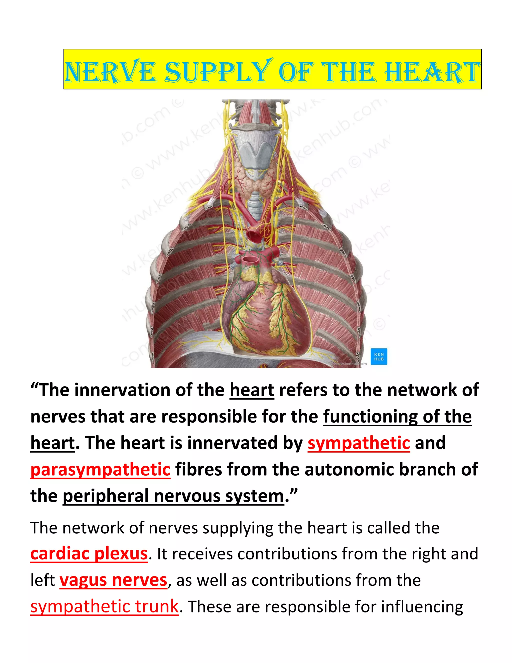 Blood and Nerve supply of the heart | PDF