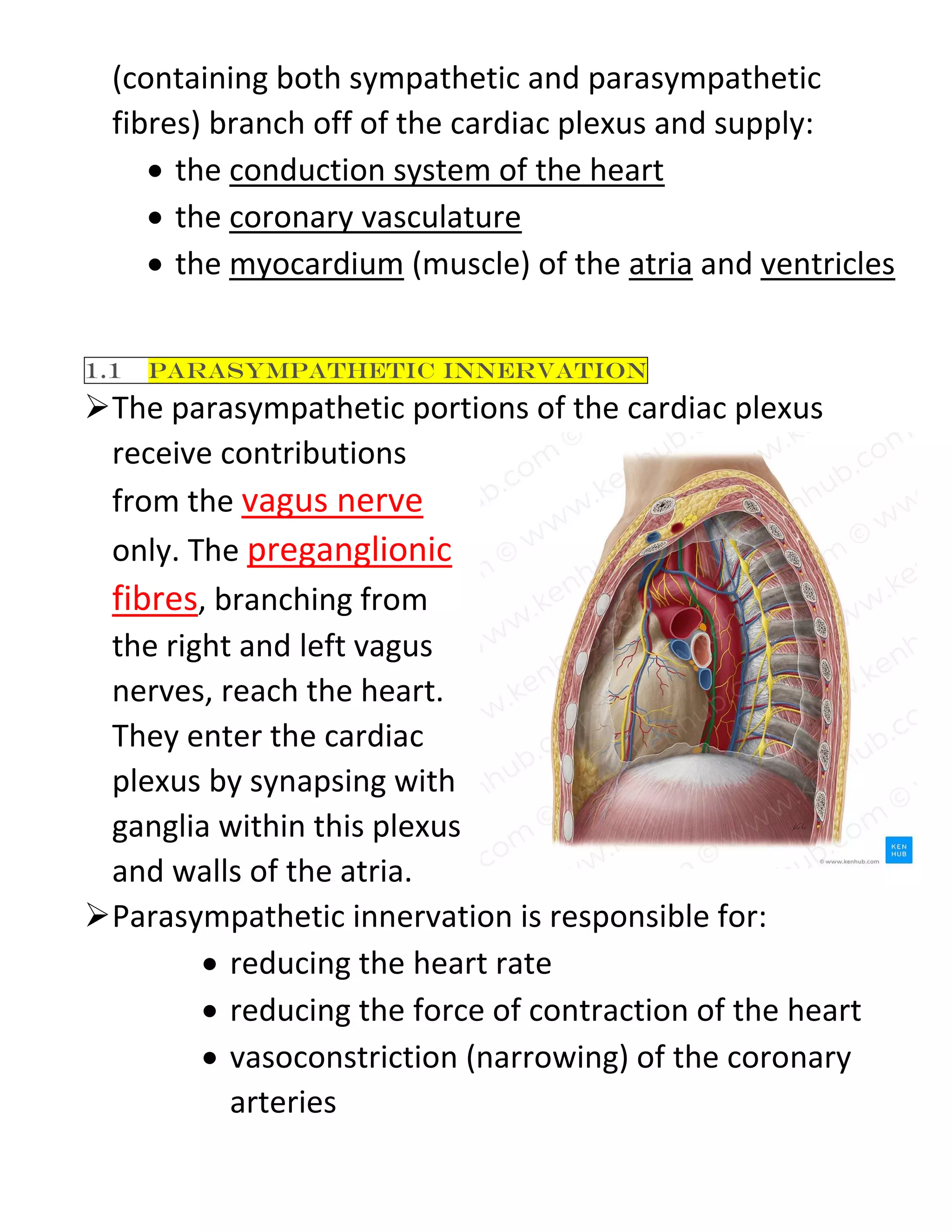 Blood and Nerve supply of the heart | PDF