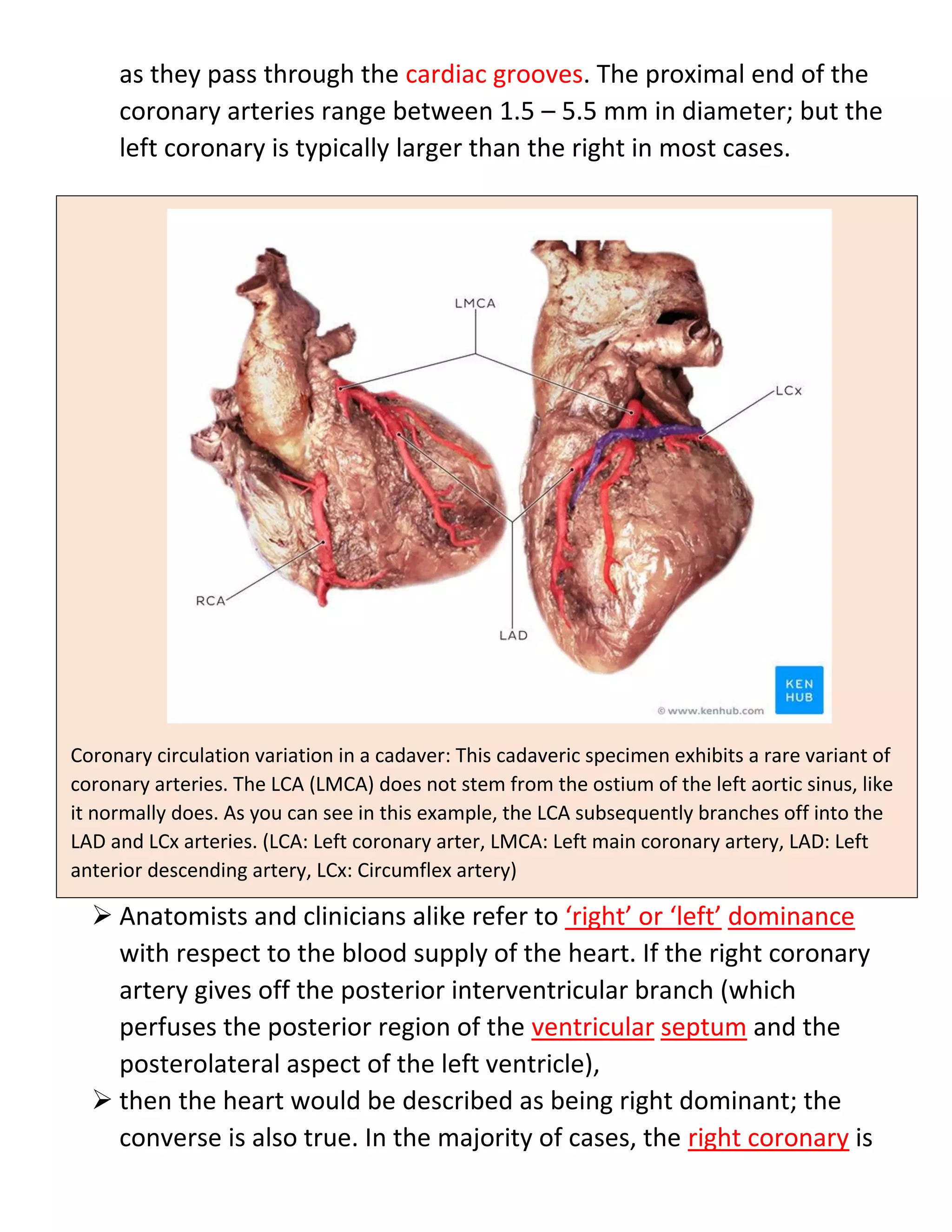 Blood Vessels Of The Heart Posterior