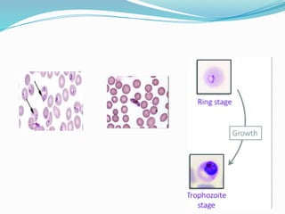 Blood and Tissue Protozoa pptx (2)..pptx