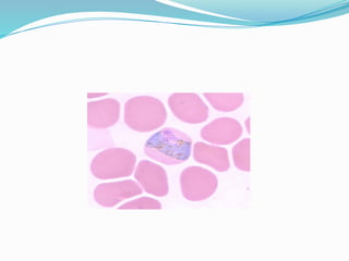 Blood and Tissue Protozoa pptx (2)..pptx