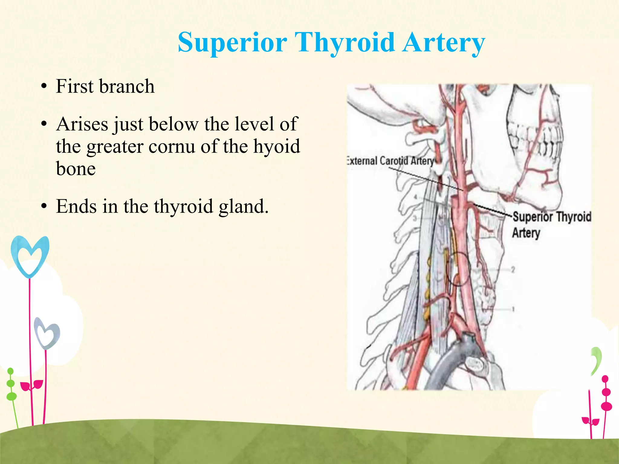 Blood and venous supply of head, neck and face | PPTX
