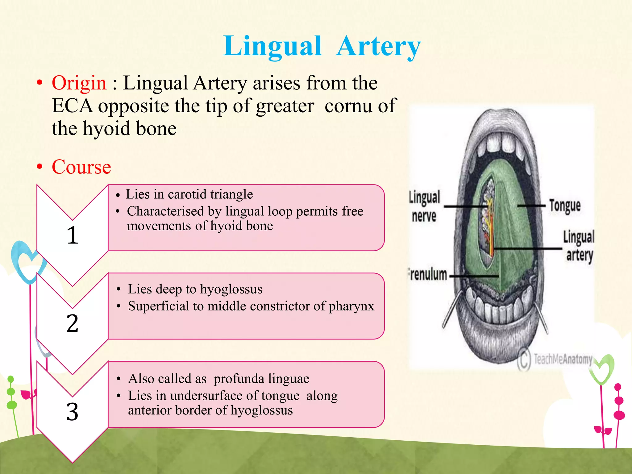 Blood and venous supply of head, neck and face | PPTX