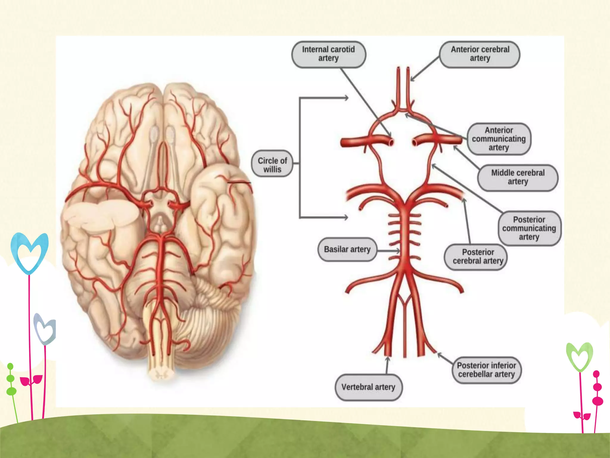 Blood and venous supply of head, neck and face | PPT