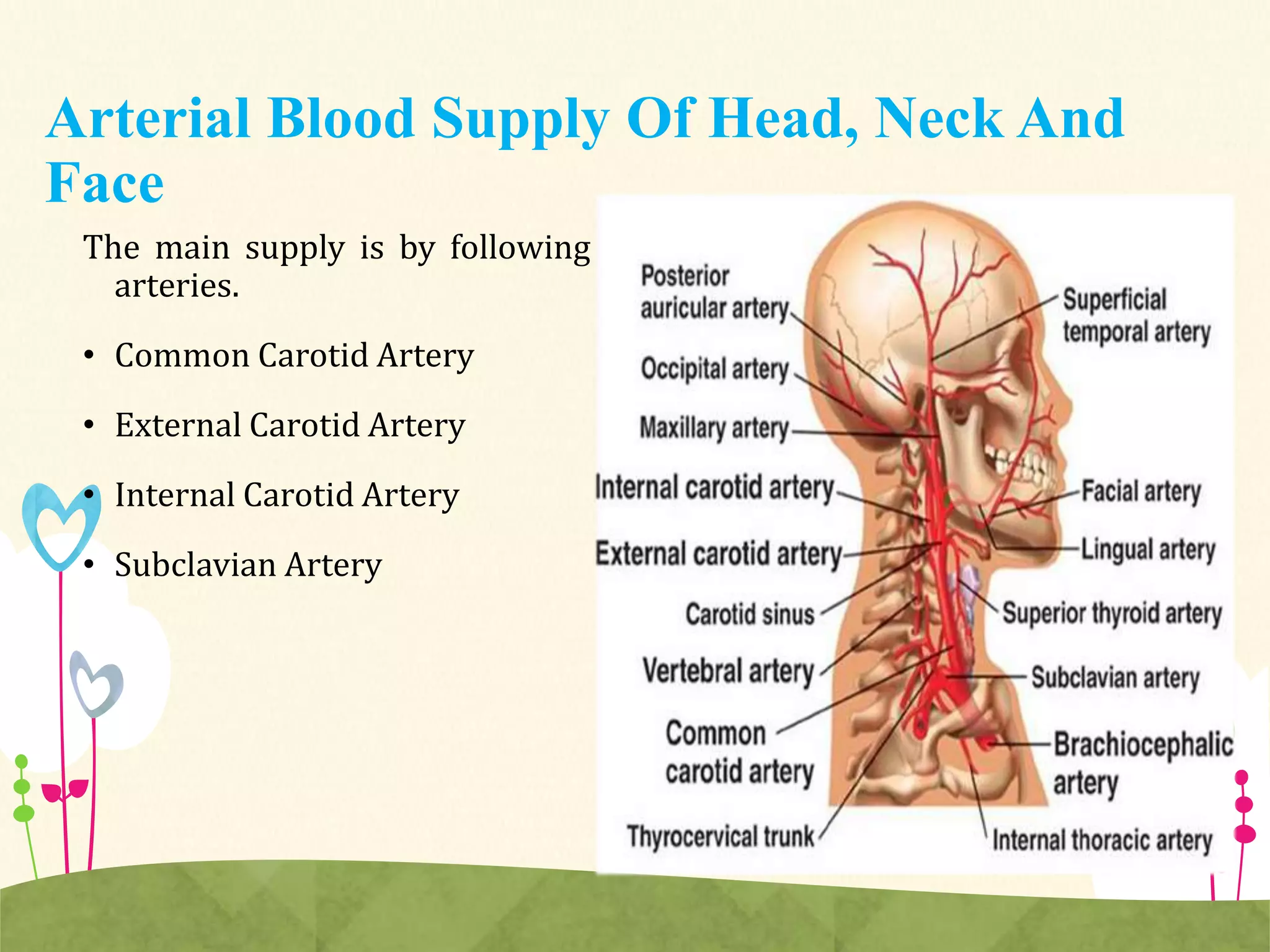 Blood and venous supply of head, neck and face | PPT