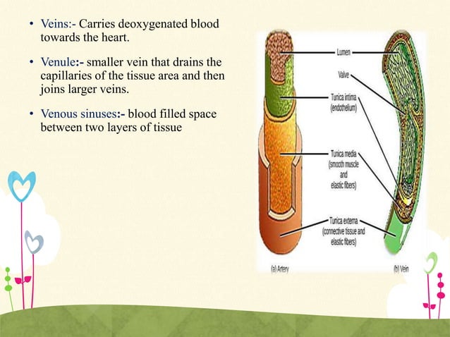 Blood and venous supply of head, neck and face | PPT