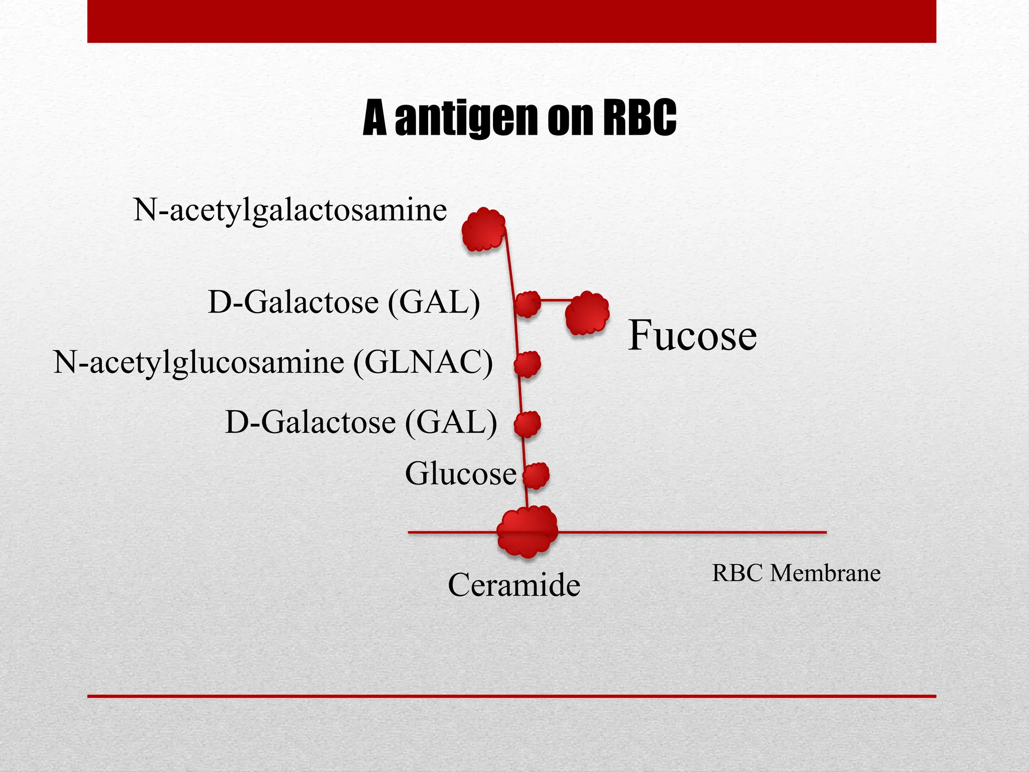 Blood Banking Lewis Blood Group System.pdf