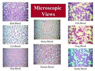 Blood basics | PPT
