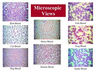 Blood basics presentation | PPT