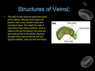 Blood and Blood Vessels | PPT