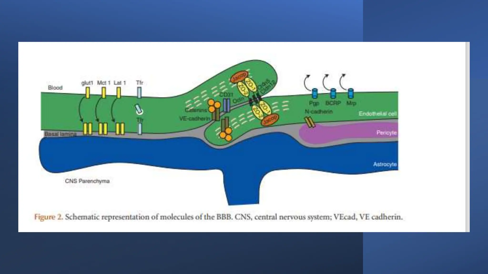 blood–brain barrier and uses of blood components as diagnostic tools.pptx