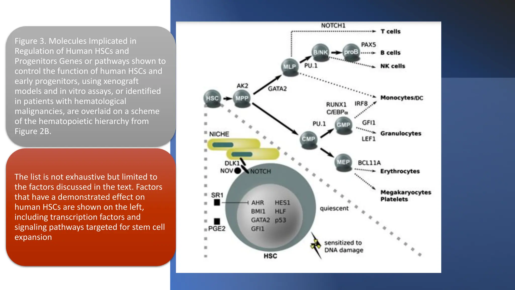blood–brain barrier and uses of blood components as diagnostic tools .pdf