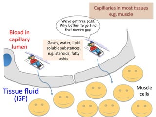 Blood brain barrier 2013_nw | PDF