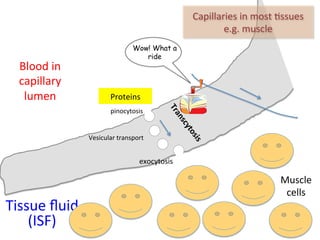 Blood brain barrier 2013_nw | PDF