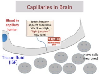 Blood brain barrier 2013_nw | PDF
