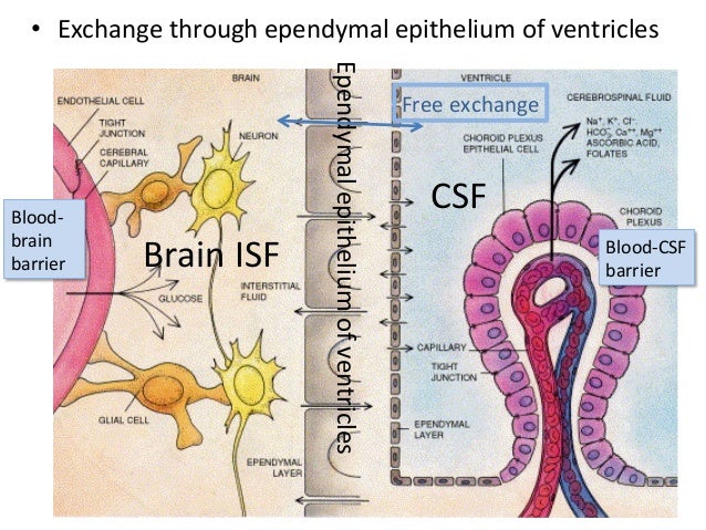 Blood brain barrier 2013_nw