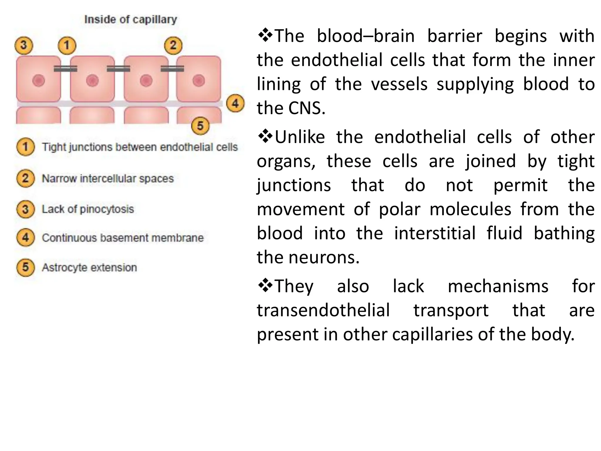 Blood brain barrier and transport.ertrpdf | PDF