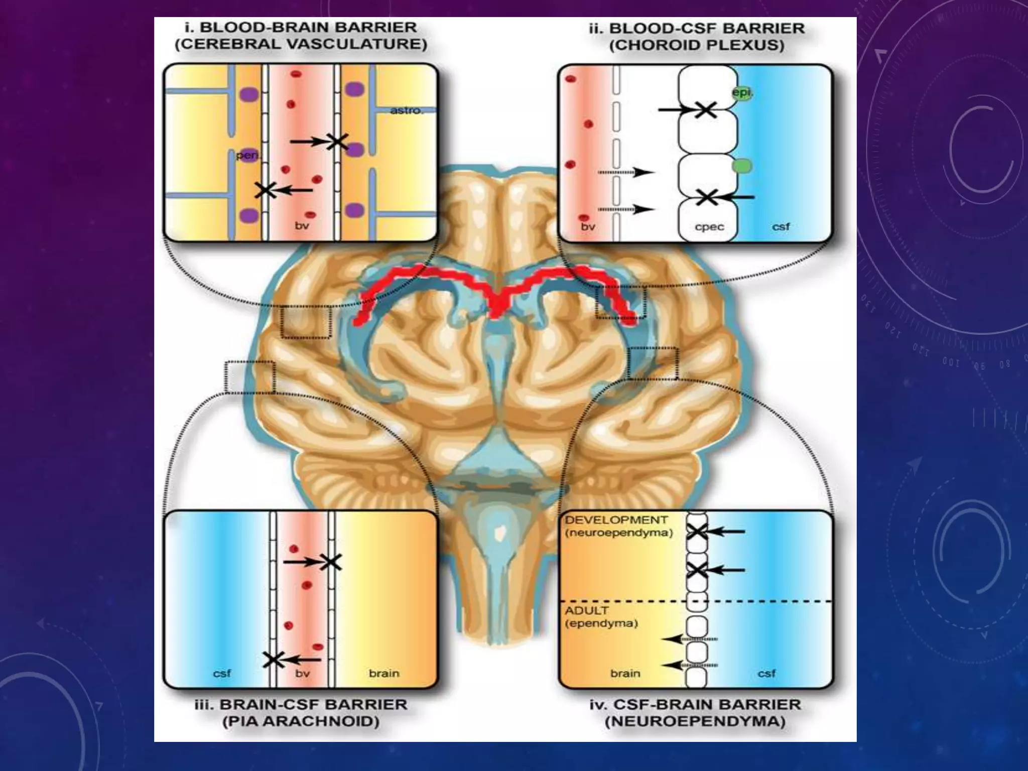 Blood brain barrier - Dr Sameep Koshti (Consultant Neurosurgeon) | PPTX