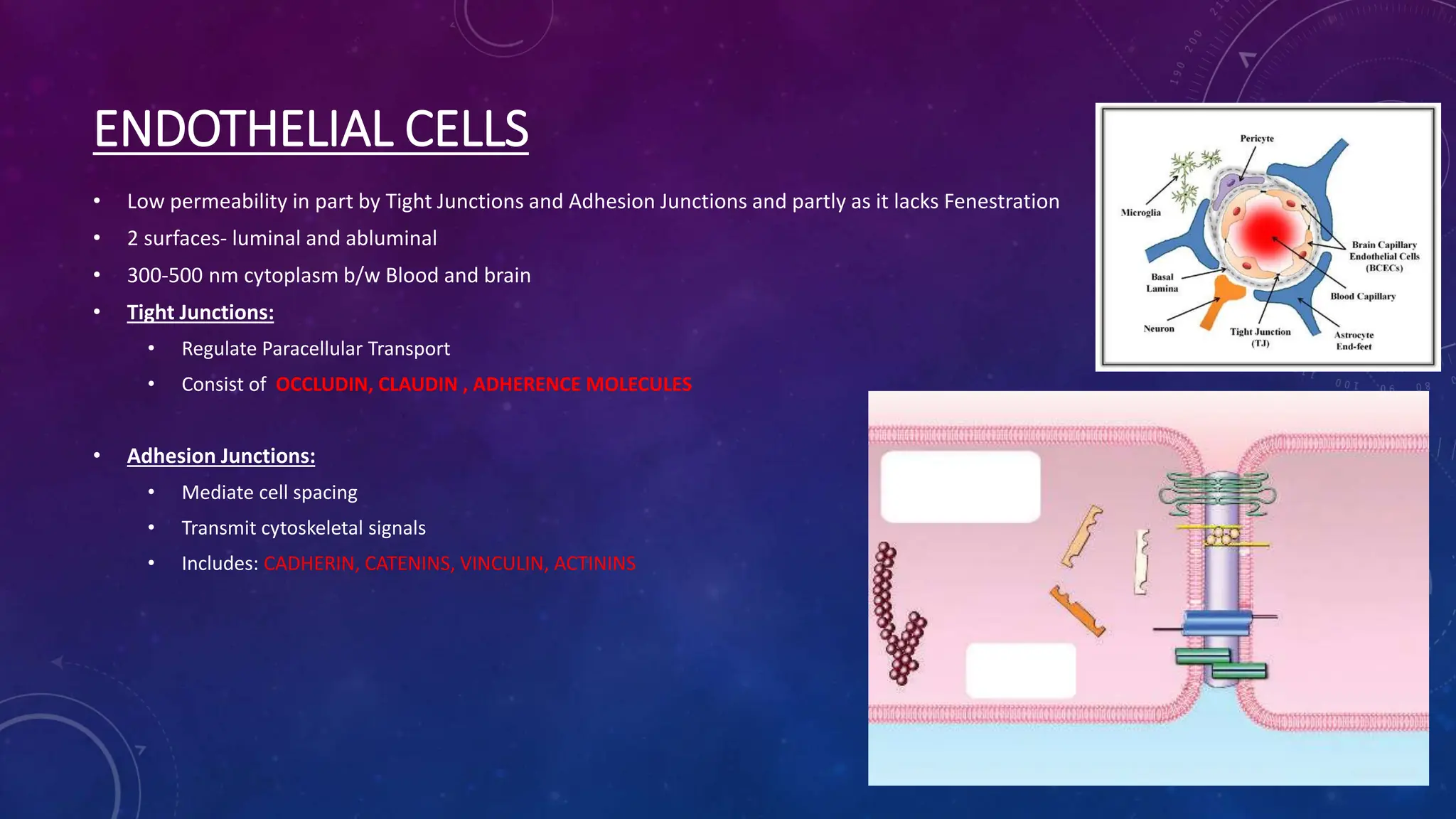 Blood Brain Barrier And Clinical Application.pptx