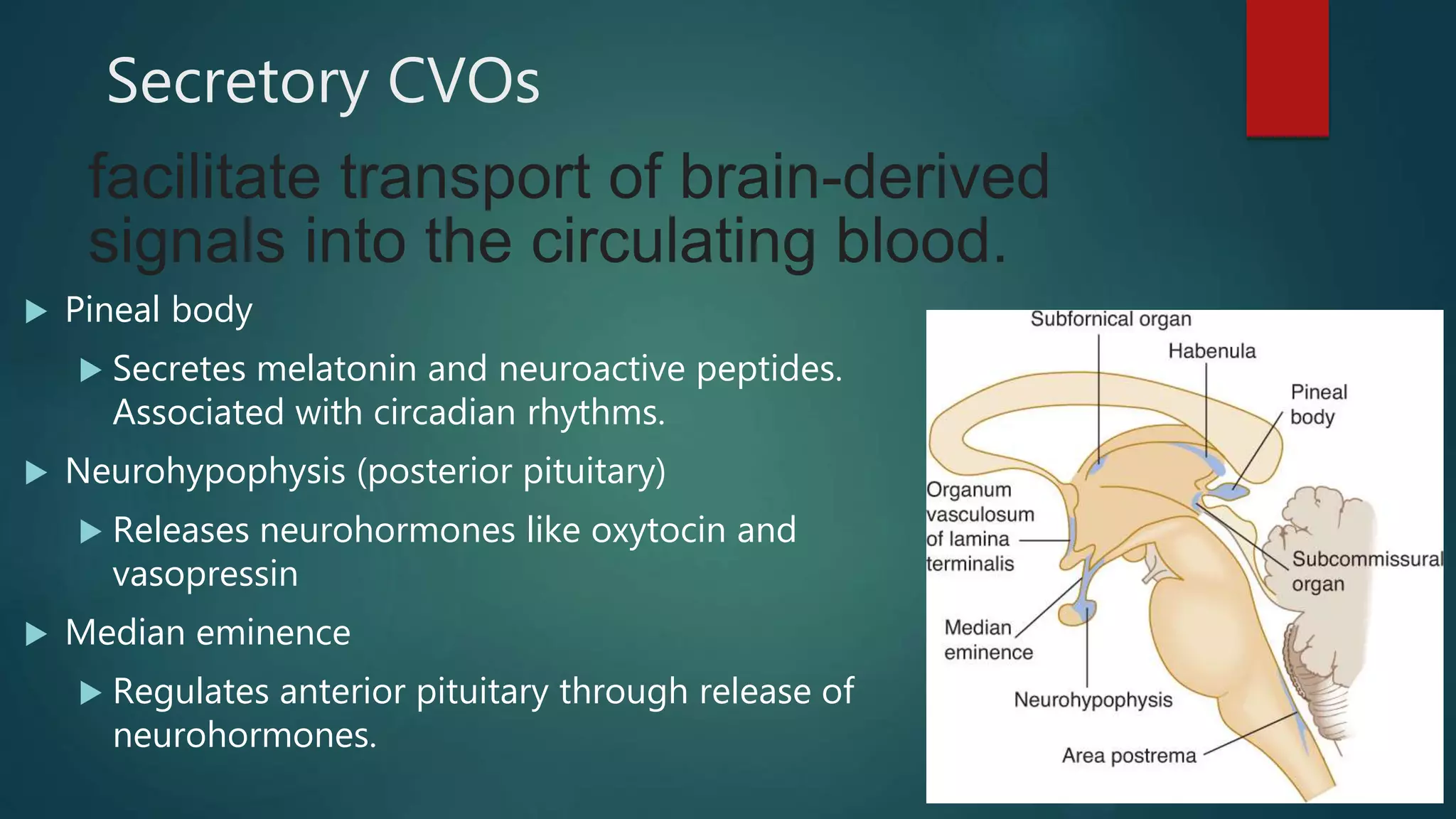 Blood brain barrier | PPTX
