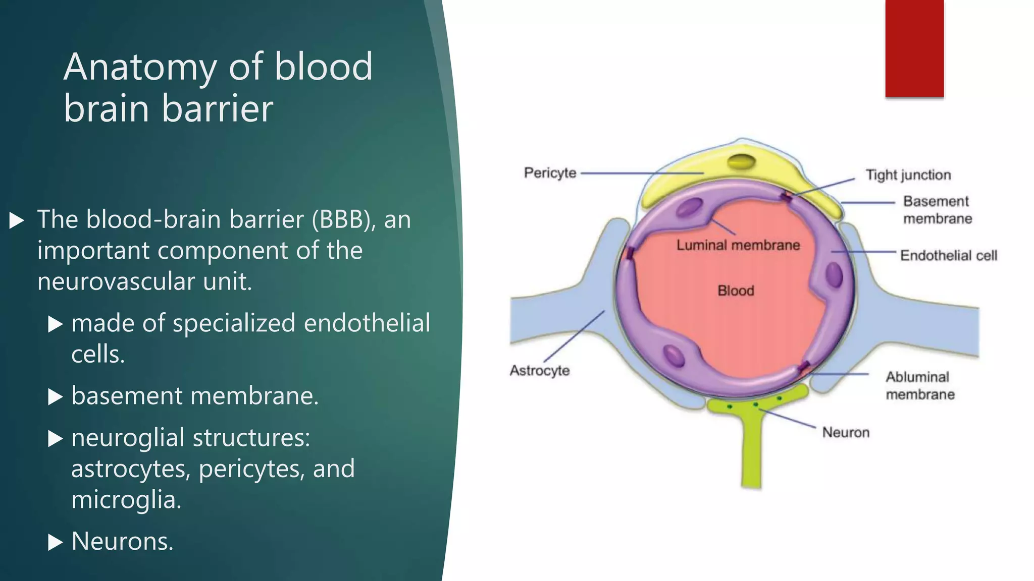 Blood brain barrier | PPTX