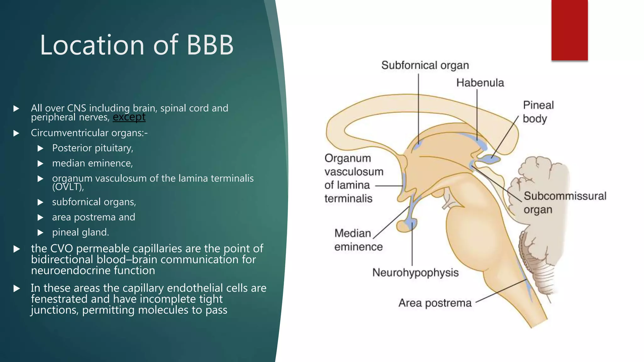 Blood brain barrier | PPTX