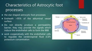 Blood brain barrier | PPTX