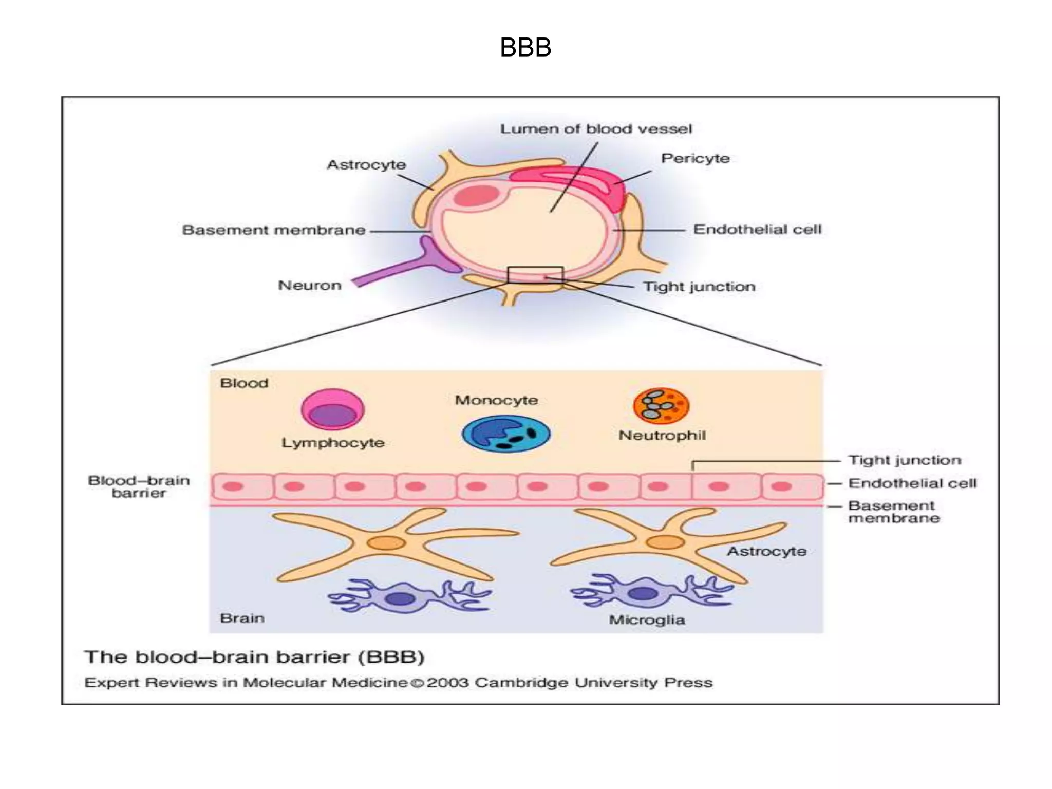 Blood brain barrier ppt. | PPTX