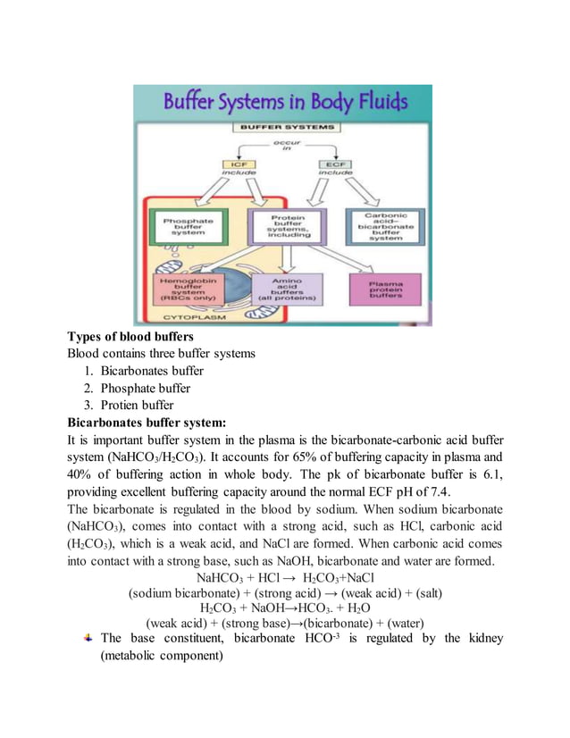 Blood buffers and their role in regulation of homeostasis | PDF