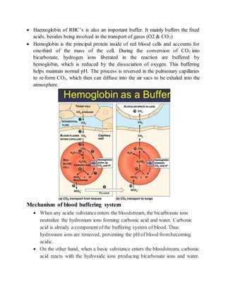 Blood buffers and their role in regulation of homeostasis | PDF