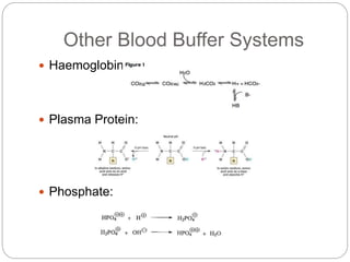 Blood buffer system | PPTX | Blood Disorders | Diseases and Conditions