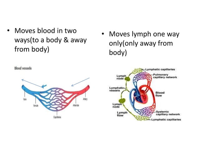 Blood capillary vs Lymphatic capillary | PPT