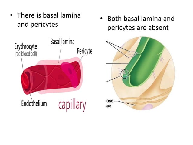 Blood capillary vs Lymphatic capillary | PPTX | Blood Disorders ...