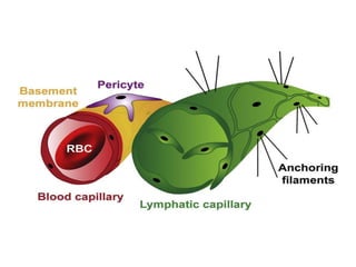 Blood capillary vs Lymphatic capillary | PPTX