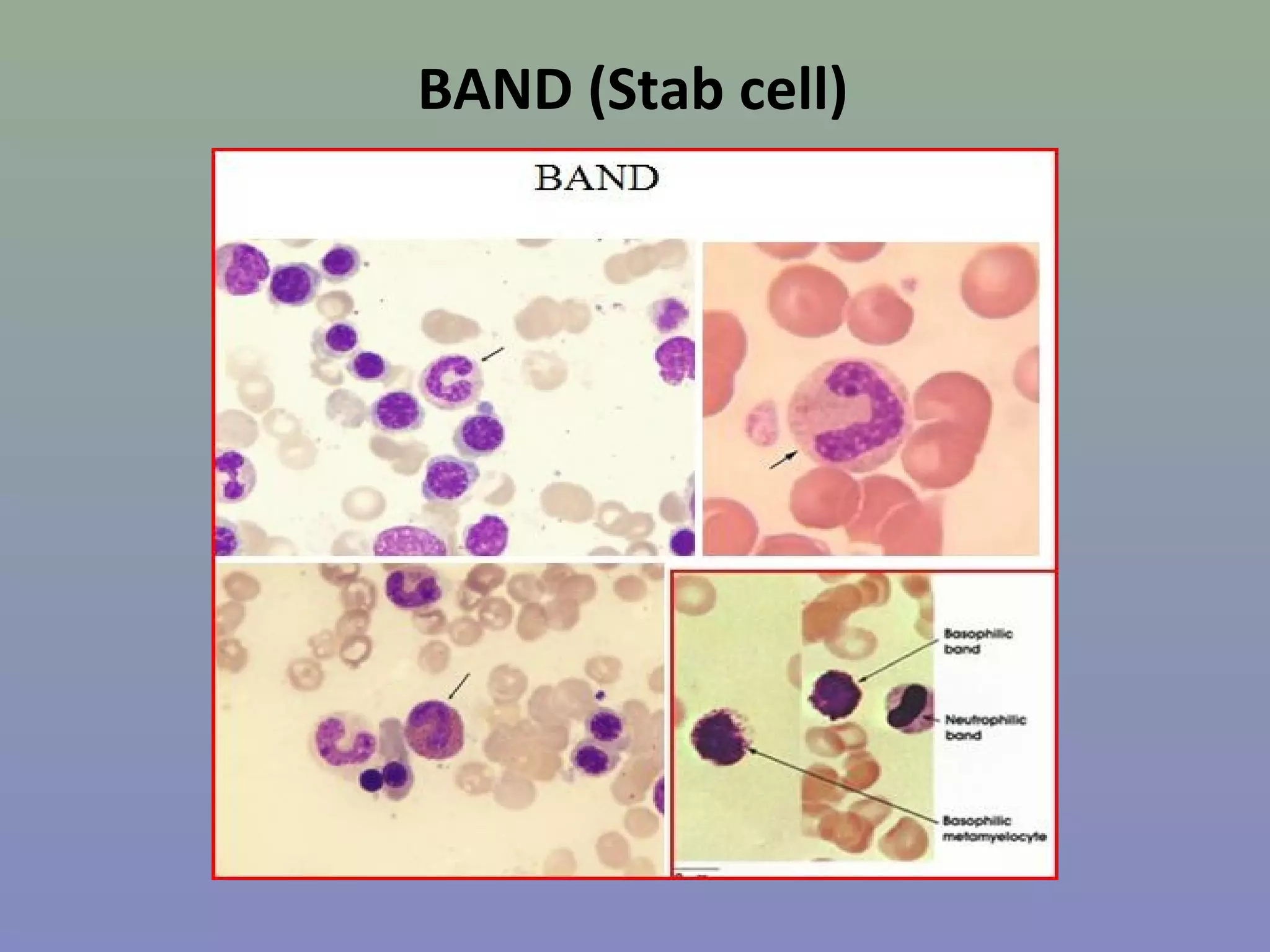 Blood cell counting | PPT