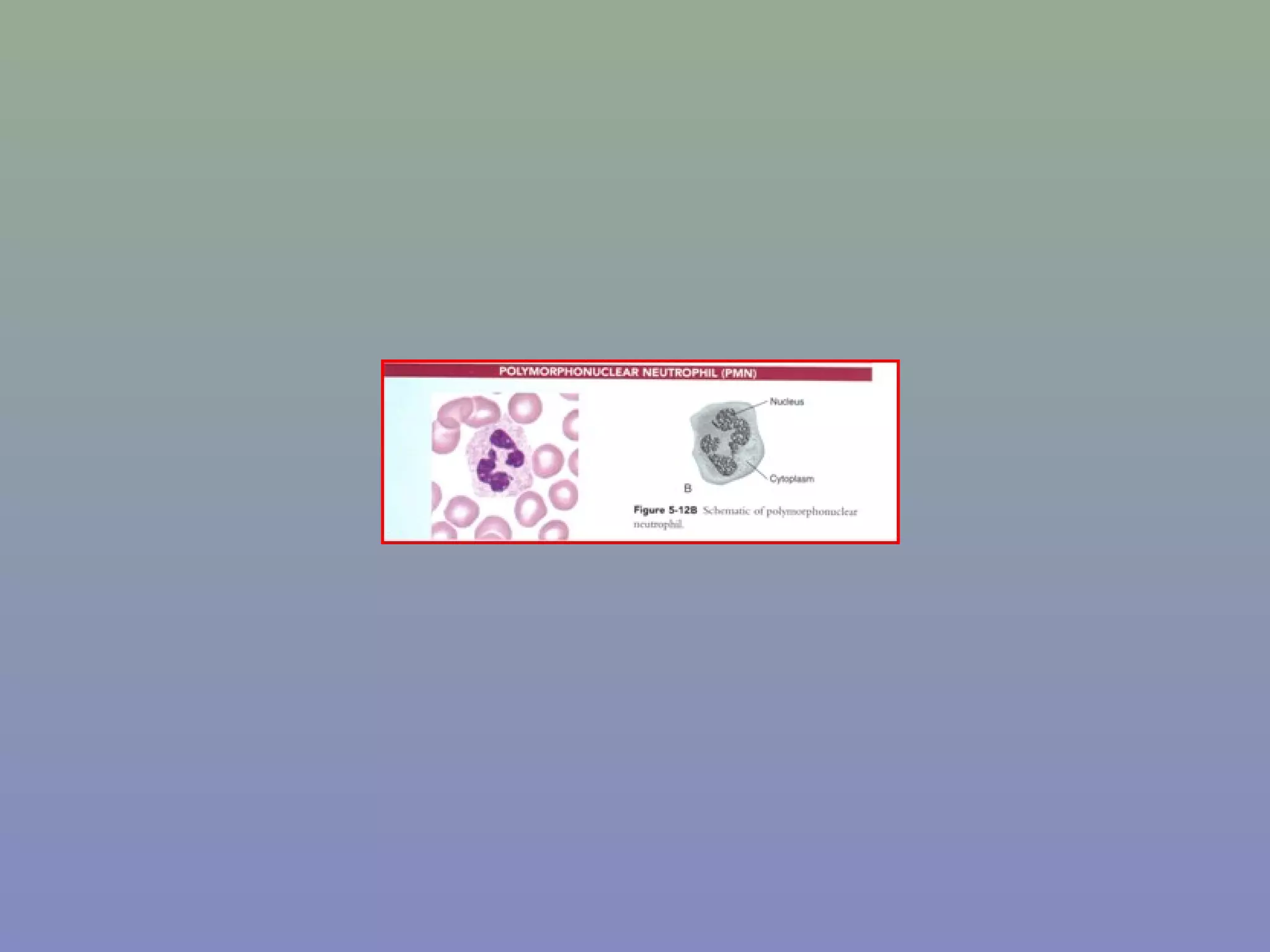 Blood cell counting | PPT