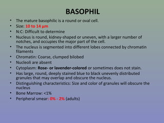 Blood cell counting | PPT