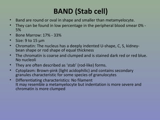 Blood cell counting | PPT