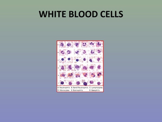 Blood cell counting | PPT