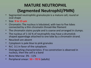 Blood cell counting | PPT
