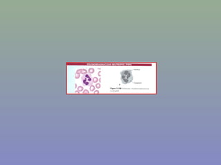 Blood cell counting | PPT