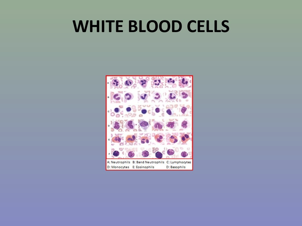 Blood Cell Counting