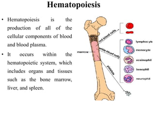 Blood cell formation | PPT